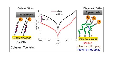 Role Of Order In The Mechanism Of Charge Transport Across Single