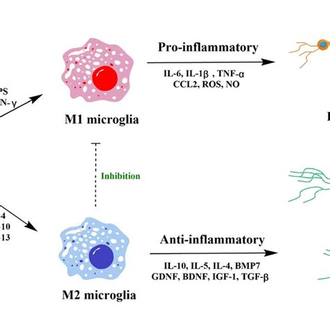 Microglial M1m2 Polarization And Their Regulatory Functions In The