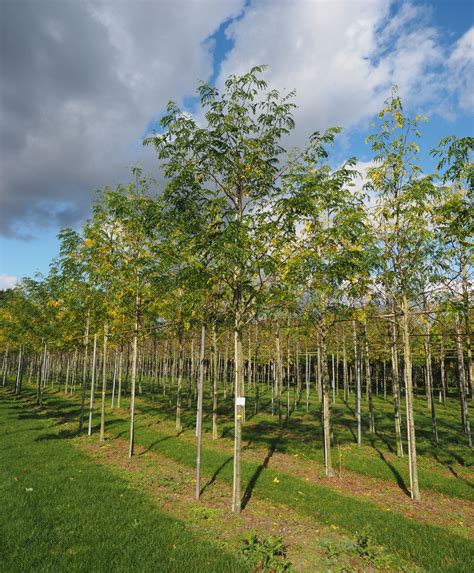 Udenhout Trees Gleditsia Triacanthos Street Keeper