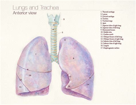 Lingula Lung