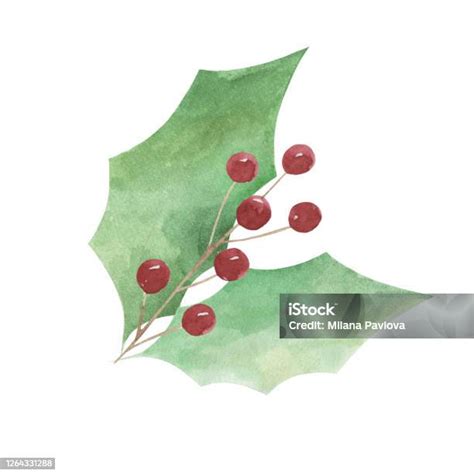 수채화 크리스마스 요소 녹색 잎과 붉은 열매 크리스마스 휴일 장식 새해 겨울 0명에 대한 스톡 벡터 아트 및 기타 이미지 0명 12월 검은 오리나무 Istock