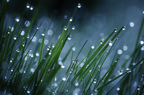 Hd Wallpaper Selective Photo Of Green Grass With Rain Drops Solar Lights Wallpaper Flare
