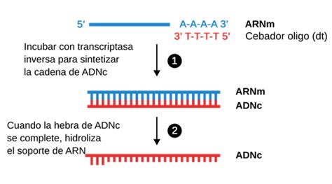 Pcr De Transcripción Inversa Labster Theory