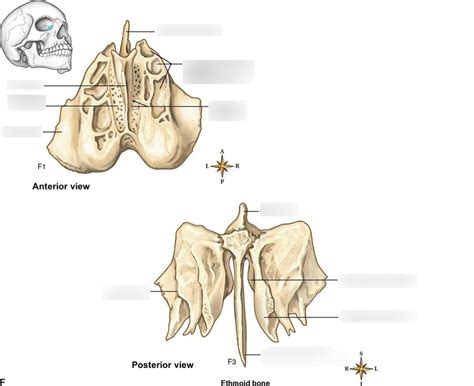 Ethmoid Bone Labeled Nasal Septum