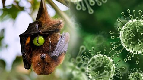 Nipah Virus जिस फल को खाता है उसे वायरस बम बना देता है Fruit Bat