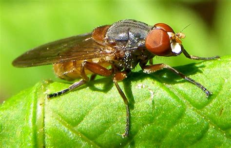 Hoverfly Life And Opinions Life And Opinions