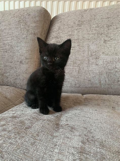 My Sisters New Kitten Izzy R Aww