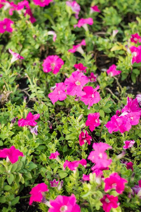 Five Petal Pink Flower With Yellow Center Best Flower Site
