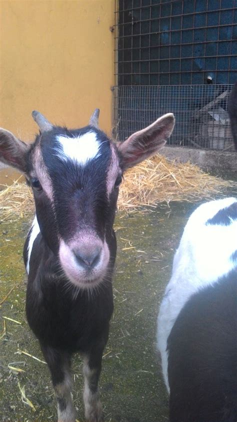 La Famiglia Si Allarga Fattoria Leso