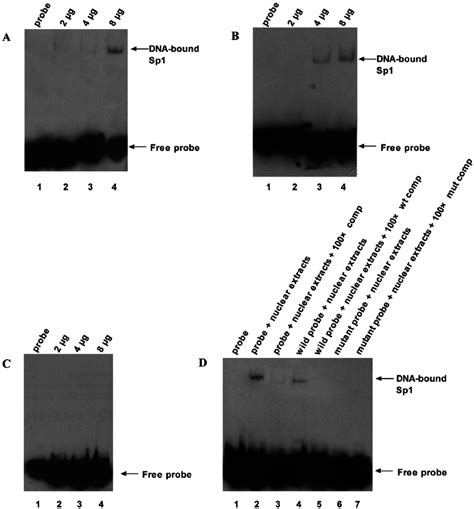 Emsa Of The Sequence At The Intron 6 A Biotin Labeled General Download Scientific Diagram