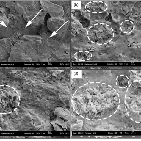 Fesem Micrographs Of Fractured Cross Sections Of A Pmt5 Download Scientific Diagram