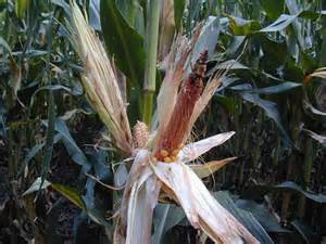 Bouquet Ears Troubleshooting Abnormal Corn Ears