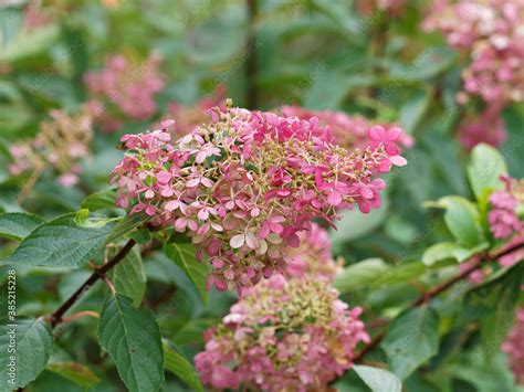 Hydrangea Paniculata Panicle Hydrangea Big Bush Of Dark Green Leaves