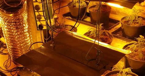 Man Arrested After Police Bust Birkenhead Cannabis Farm In Latest Drugs