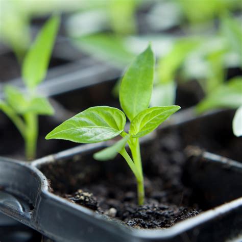 Can You Grow Habanero Peppers From Seeds Sandia Seed Company