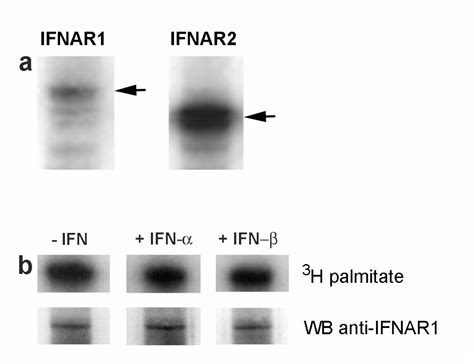 Figure 2 From Identification De Mécanismes De Régulation Des Fonctions