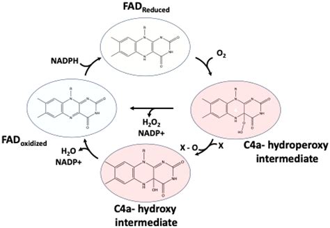 Flavin Containing Monooxygenase Fmo Beyond Xenobiotics Pmc