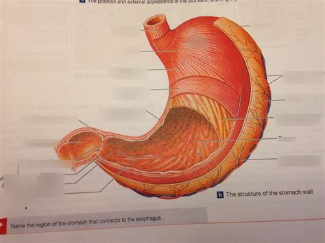 Stomach Wall Diagram Quizlet