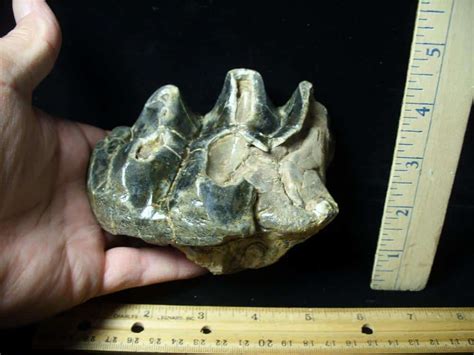 Fossilized Mastodon Molar 062023r The Stones And Bones Collection