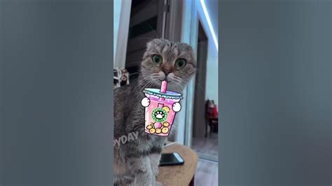 Котик #1 - YouTube
