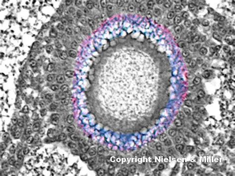 Solved Identify The Function Of The Highlighted Structure Within The