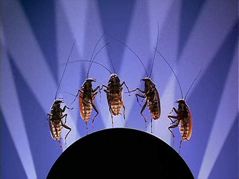 코미디영화 바퀴벌레와 한지붕가족 조의아파트1996 자막유
