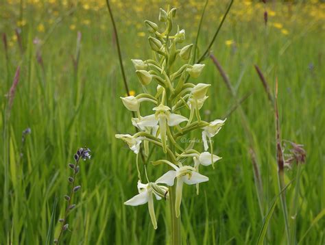 Platanthera Chlorantha Greater Butterfly Orchid