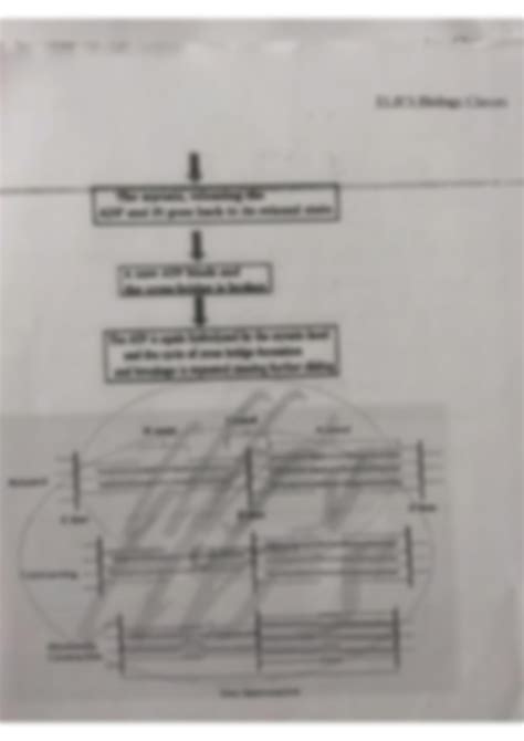 Solution Mechanism Of Muscle Contraction Studypool