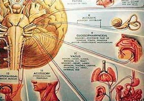 Anatomia 2 NERVIO VAGO