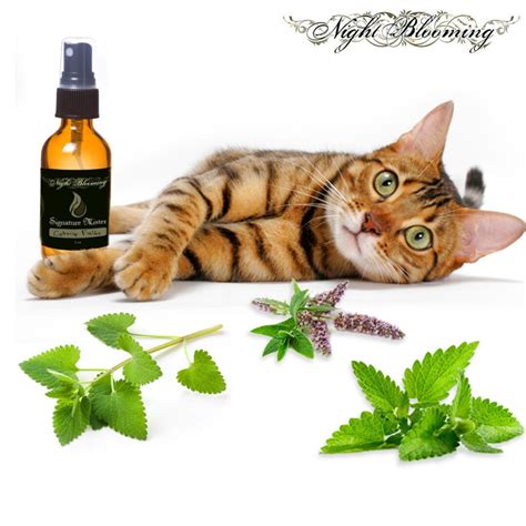 Organic Catnip Spray Natural Catnip Toy Purrfect Gift For Cat Lover Etsy