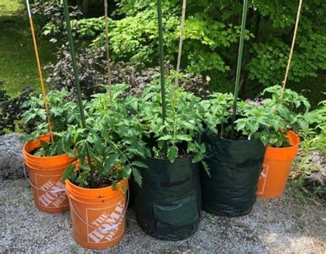 Consejos Para Cultivar Tomate En Maceta Eco Jardín Mágico