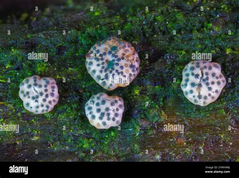 Trichoderma Gelatinosum Is A Species Of Fungus Belonging To The