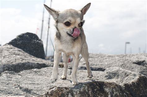 Chihuahua At The Beach Stock Photo Image Of Chihuahua 20715754