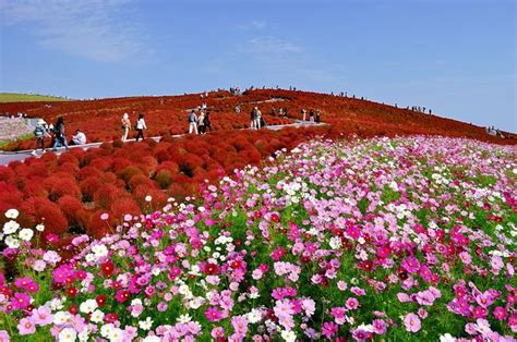 ネモフィラやコキア！国営ひたち海浜公園 たびらい Flores Bonitas Flores Coloridas Campo De