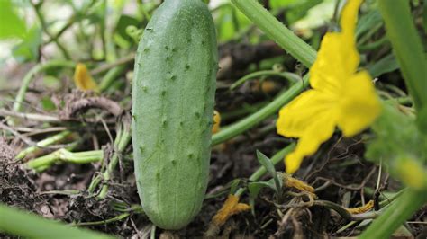 Grow Your Own Vegetables I Blog For Muslim Women And Mothers