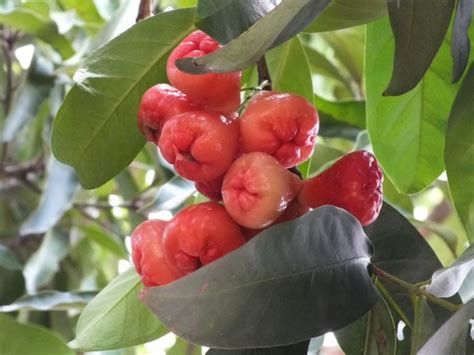 Jambo Fruta 25 Benefícios Informação Nutricional Receitas E