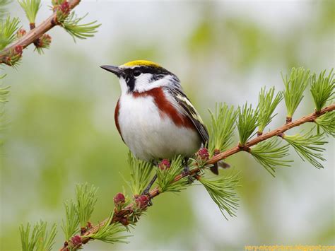 Nice Wallpapers Islamic Wallpapers Aqwal E Zareen Birds Beautiful