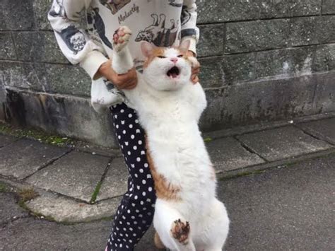 끌려가는 고양이 신고 처리된 글 에펨코리아