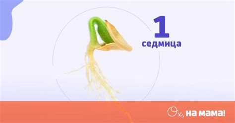 1 седмица Бременност Бременност по седмици Ohnamama Bg