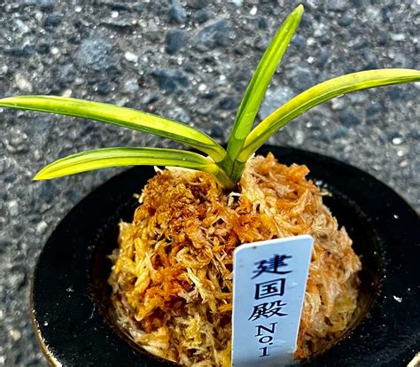 富貴蘭 羆と建国殿NO1 富貴蘭を楽しんでブログ