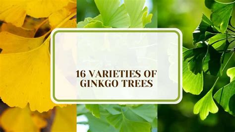 16 Varieties Of Ginkgo Trees You Will Want To Grow Plant America