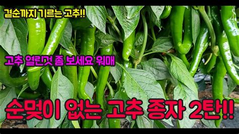 2탄 순멎이 없는 고추 종자 공개 저희는 내년에 이걸로만 심겠습니다 고추 농사 잘 짓는법 구경해보세요
