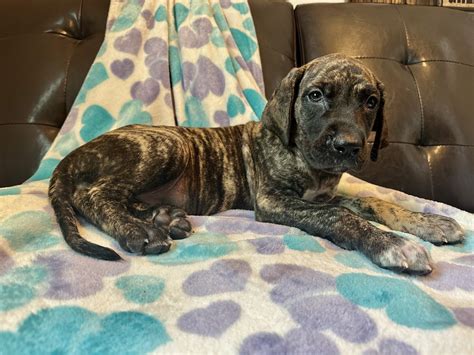 Akc Brindle Female Great Dane Great Dane Puppies For Sale In Missouri