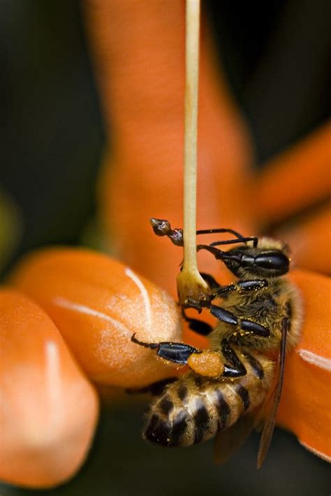 Bee Eating