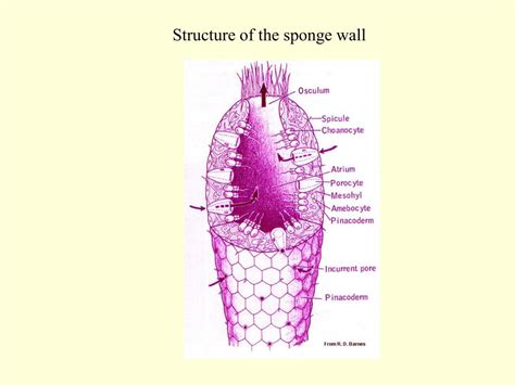 Ppt Sponges Powerpoint Presentation Free Download Id1234021