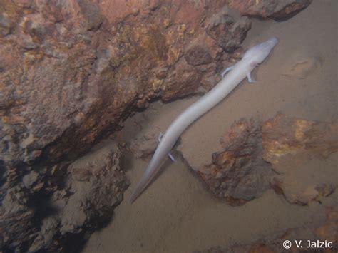 The First International Olm Workshop! - EDGE of Existence