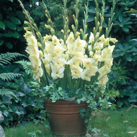 Гладиолусы в ведре Садоводка Садовые контейнеры Цветок гладиолус