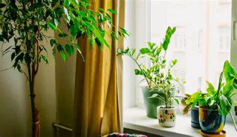 Які кімнатні рослини потрібно пересадити перед літом Читайте на Ukr Net