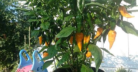Some Of My Crops This Year Album On Imgur