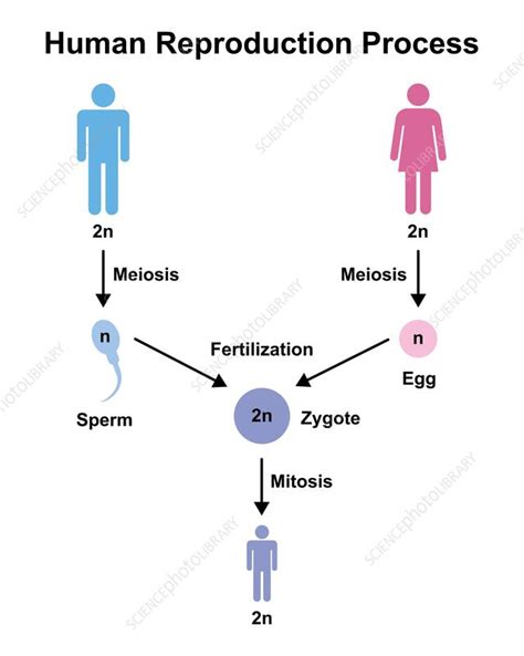 Human Reproduction Cycle